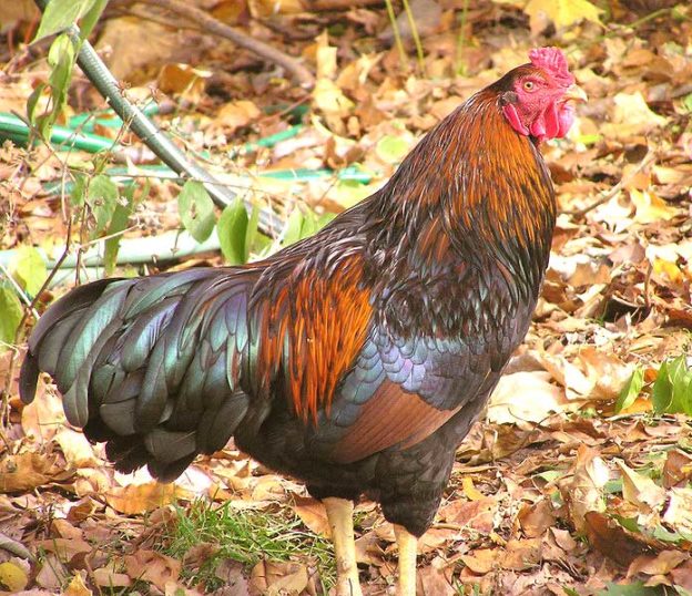 Корниш (Cornish) - карточка в Каталоге